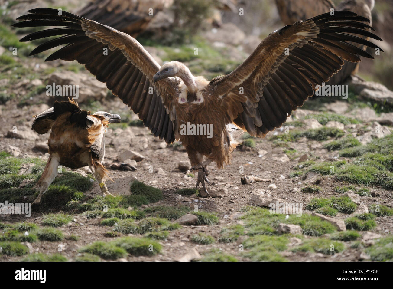 Griffon vulture in bullying posture - Pyrenees France Stock Photo - Alamy