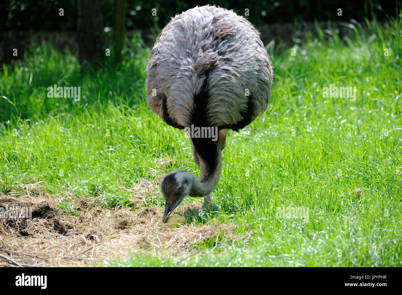 Greater Rheas male with egg to the nest Stock Photo - Alamy