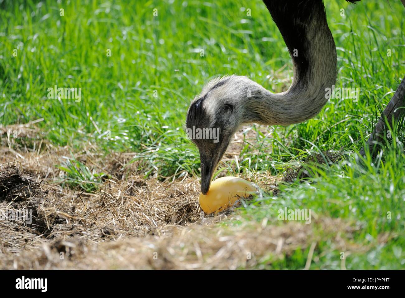 Rhea egg hi-res stock photography and images - Alamy