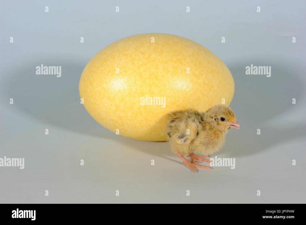 Japanese Quail Chick and Greater Rhea Egg Stock Photo - Alamy