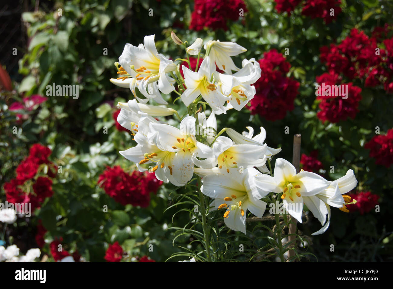 Lilium regale album regal lily hi-res stock photography and images - Alamy