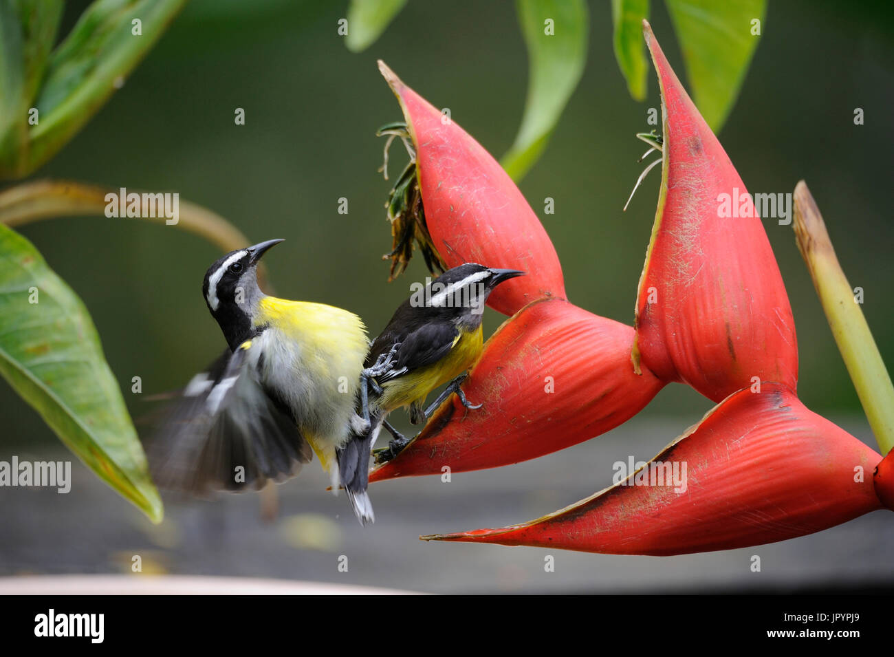 Bananaquit mating on Heliconia - Trinidad and Tobago Stock Photo - Alamy