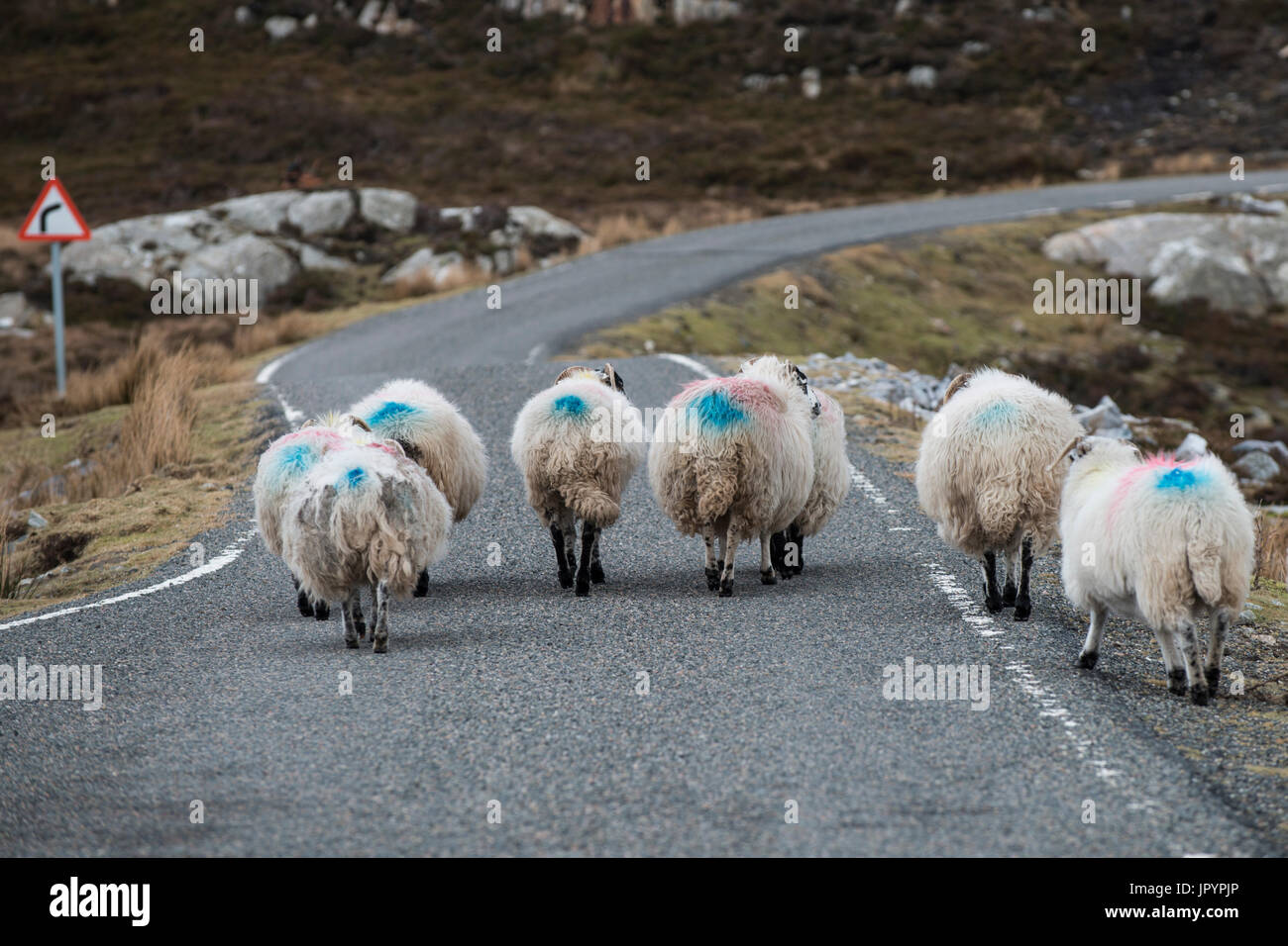Black-faced sheep on a road - Harris Hebrides Stock Photo - Alamy