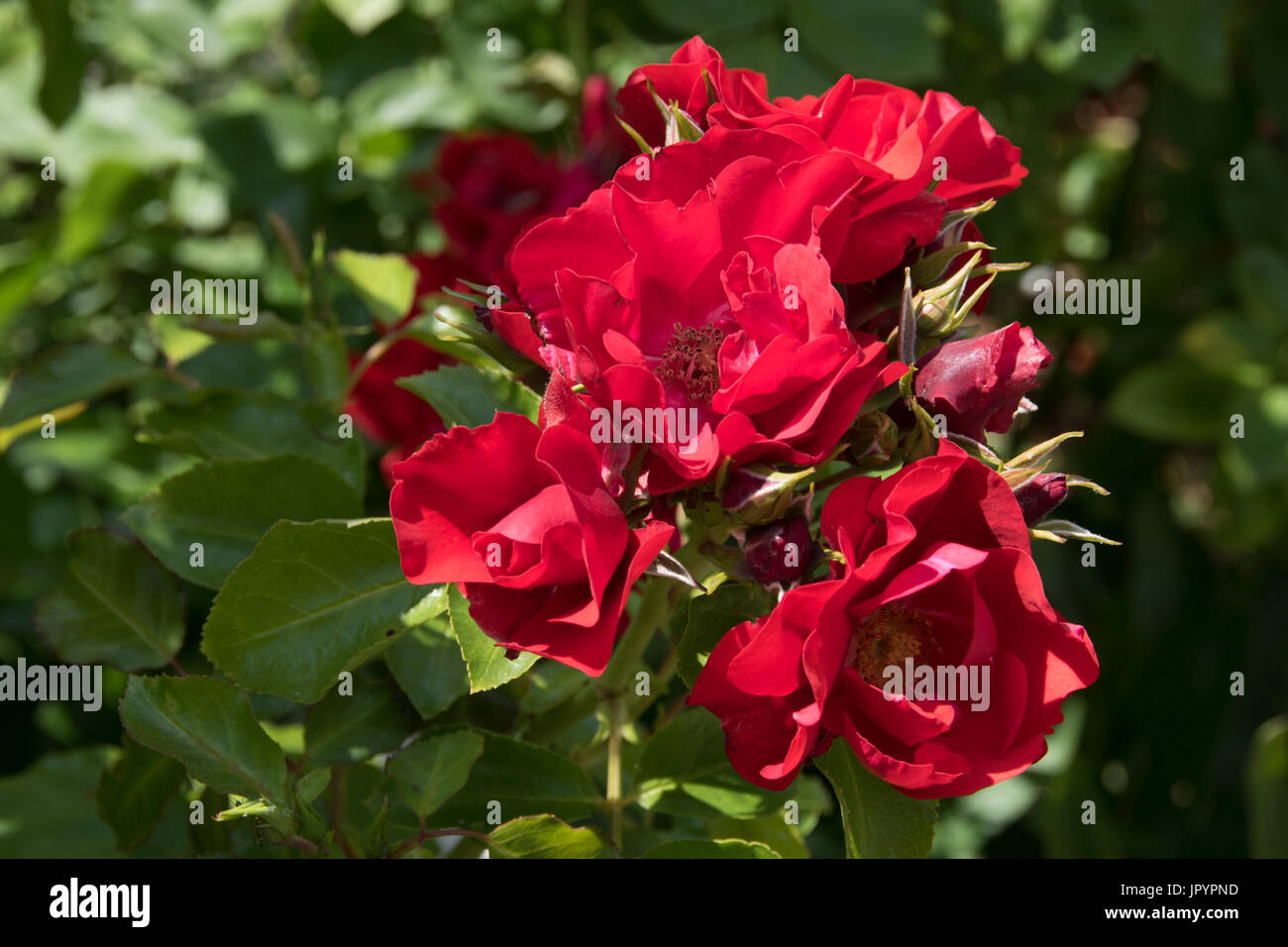 Cluster flowered bush rose hi-res stock photography and images - Alamy