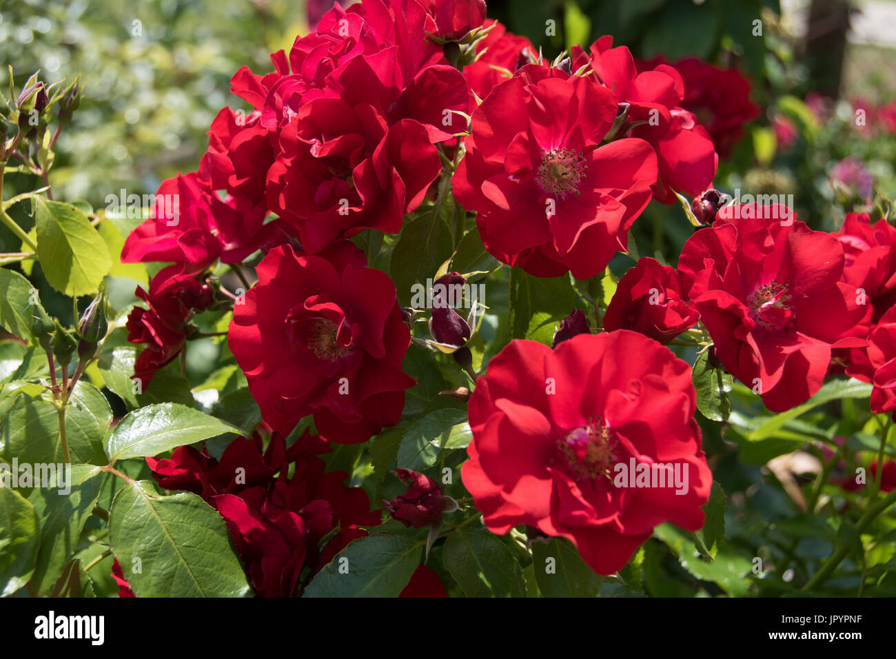 Flower carpet bush rose hi-res stock photography and images - Alamy
