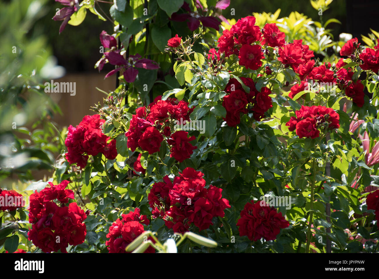 Groundcover Rose High Resolution Stock Photography and Images - Alamy