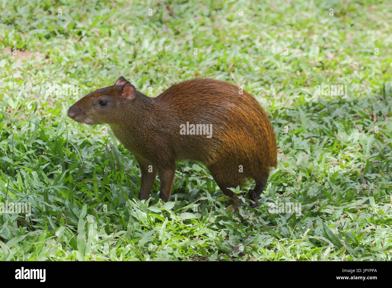 Central American Agouti in the grass - Costa Rica Stock Photo - Alamy