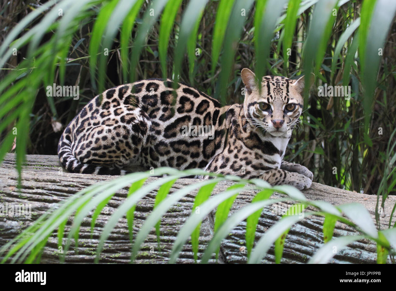 Ocelot lying on a trunk - Costa Rica Stock Photo - Alamy