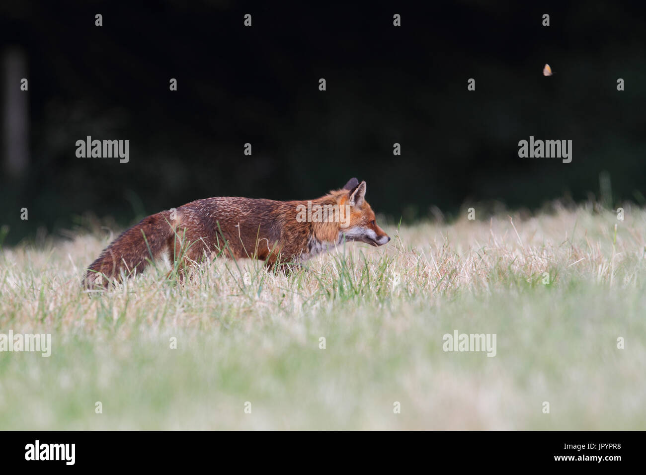 Red fox in the cut hay - Betagne France Stock Photo - Alamy