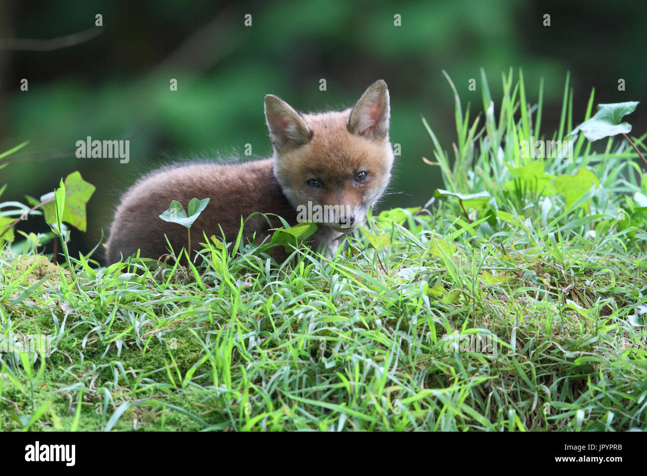 Young red fox in the grass - France Betagn Stock Photo - Alamy