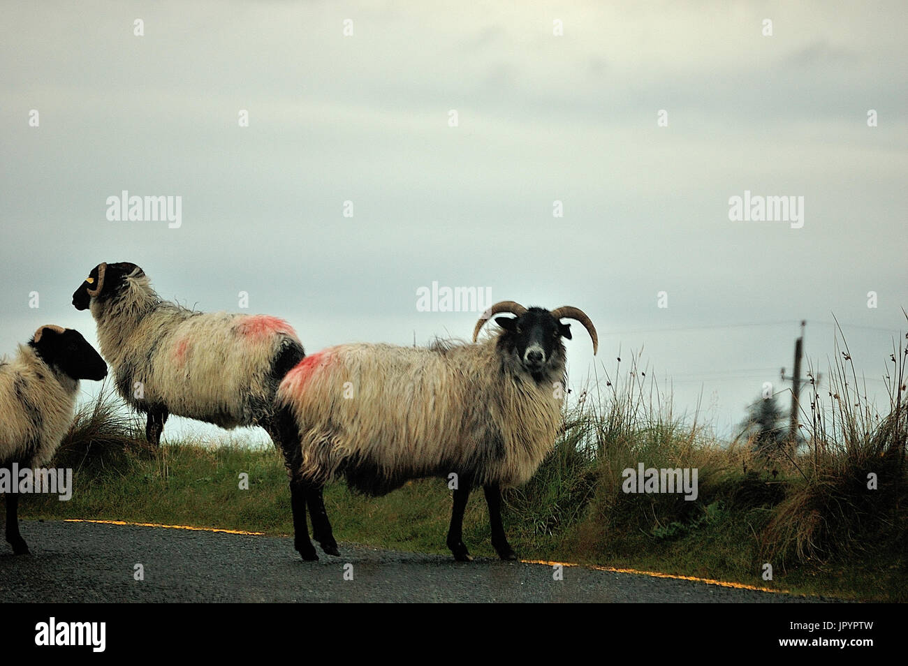 Ireland connemara sheep lamb hi-res stock photography and images - Alamy