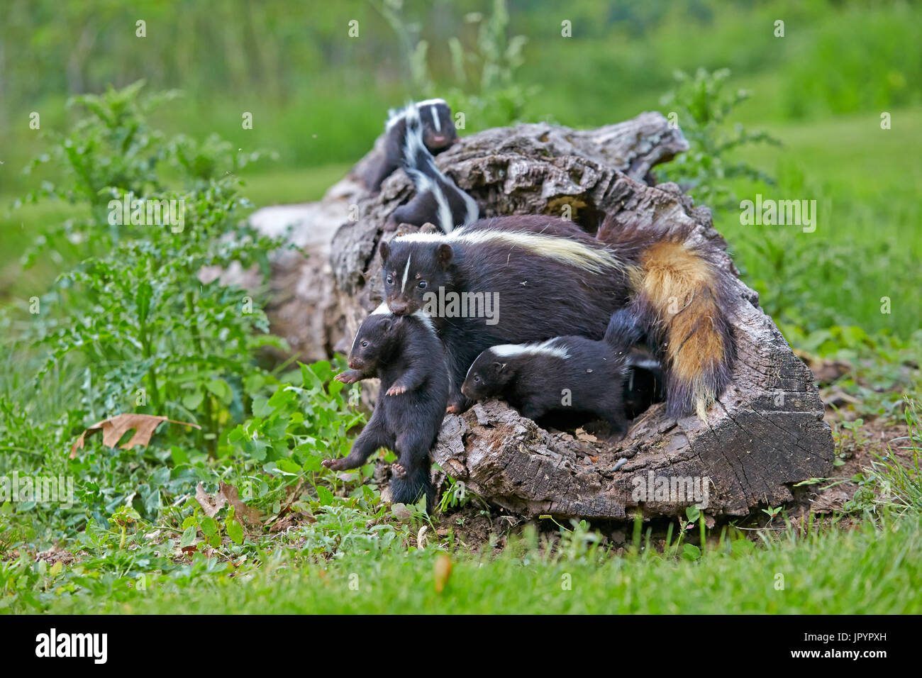Striped Skunk and young in a hollow trunk - Minnesota Stock Photo - Alamy