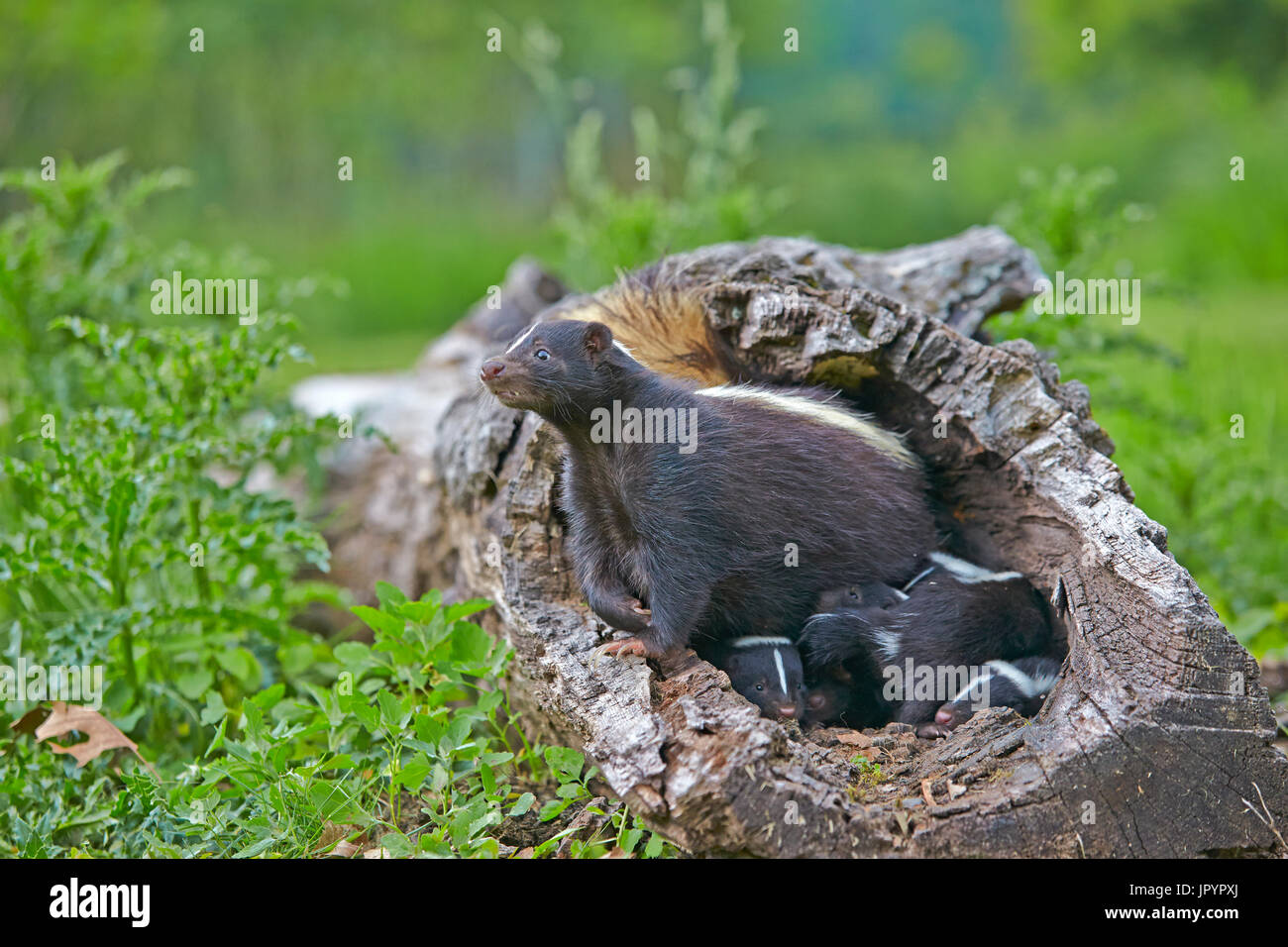 Striped Skunk and young in a hollow trunk - Minnesota Stock Photo - Alamy