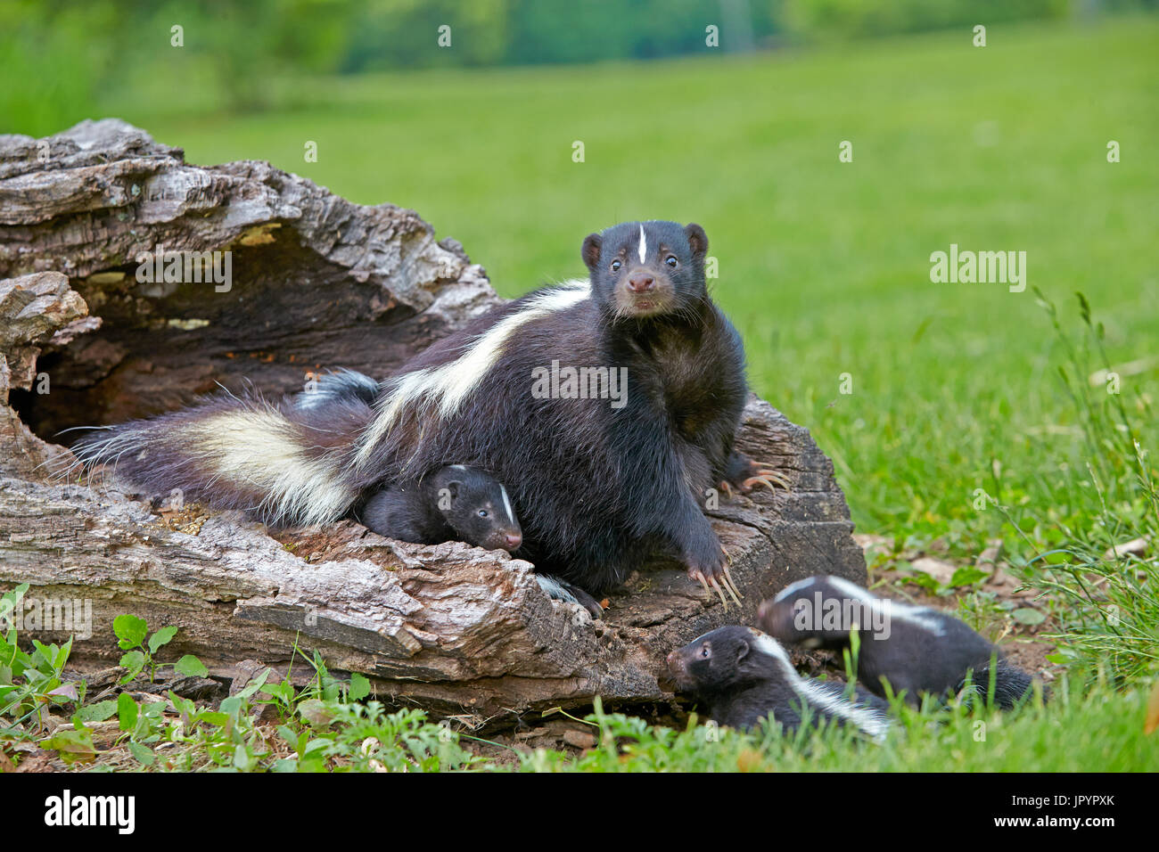 Juvenile skunk hi-res stock photography and images - Alamy
