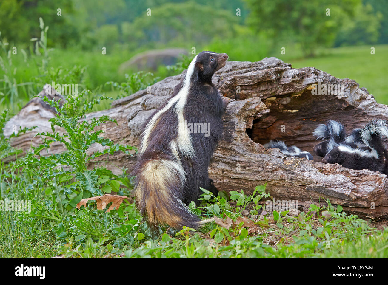 Striped Skunk and young in a hollow trunk - Minnesota Stock Photo - Alamy