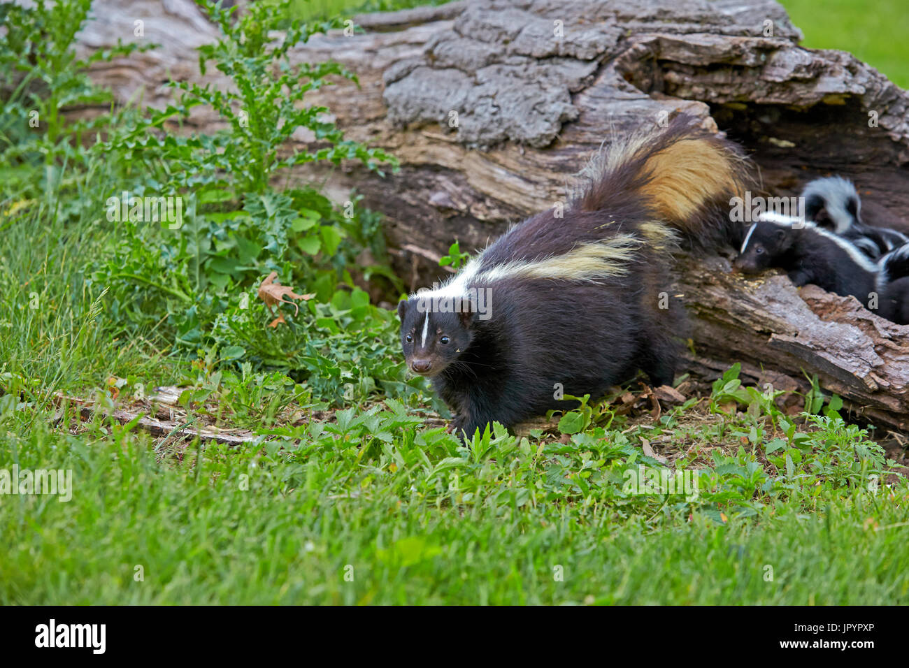 Striped Skunk and young in a hollow trunk - Minnesota Stock Photo - Alamy