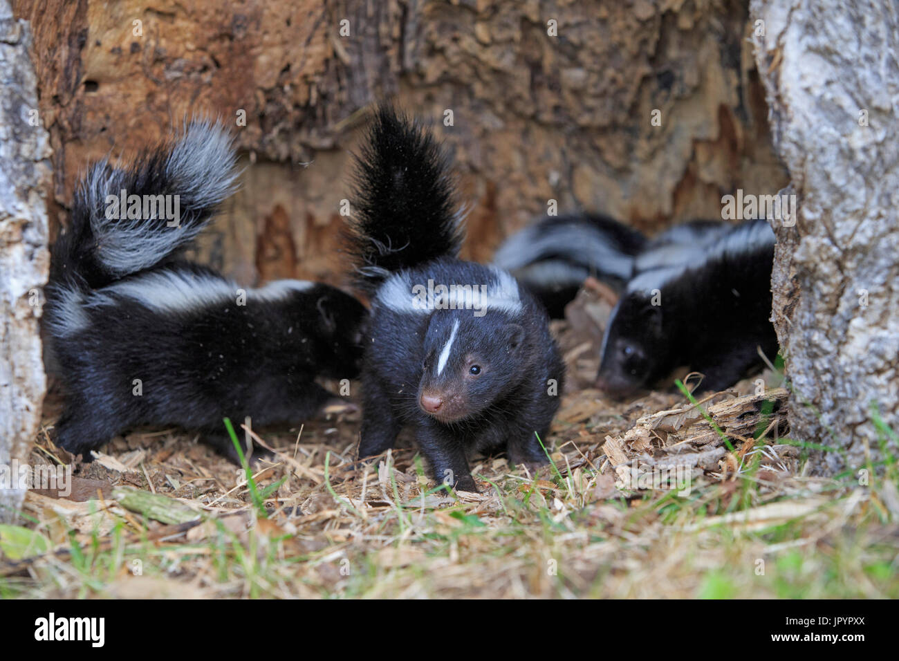 Young Striped Skunks in a hollow trunk - Minnesota Stock Photo - Alamy