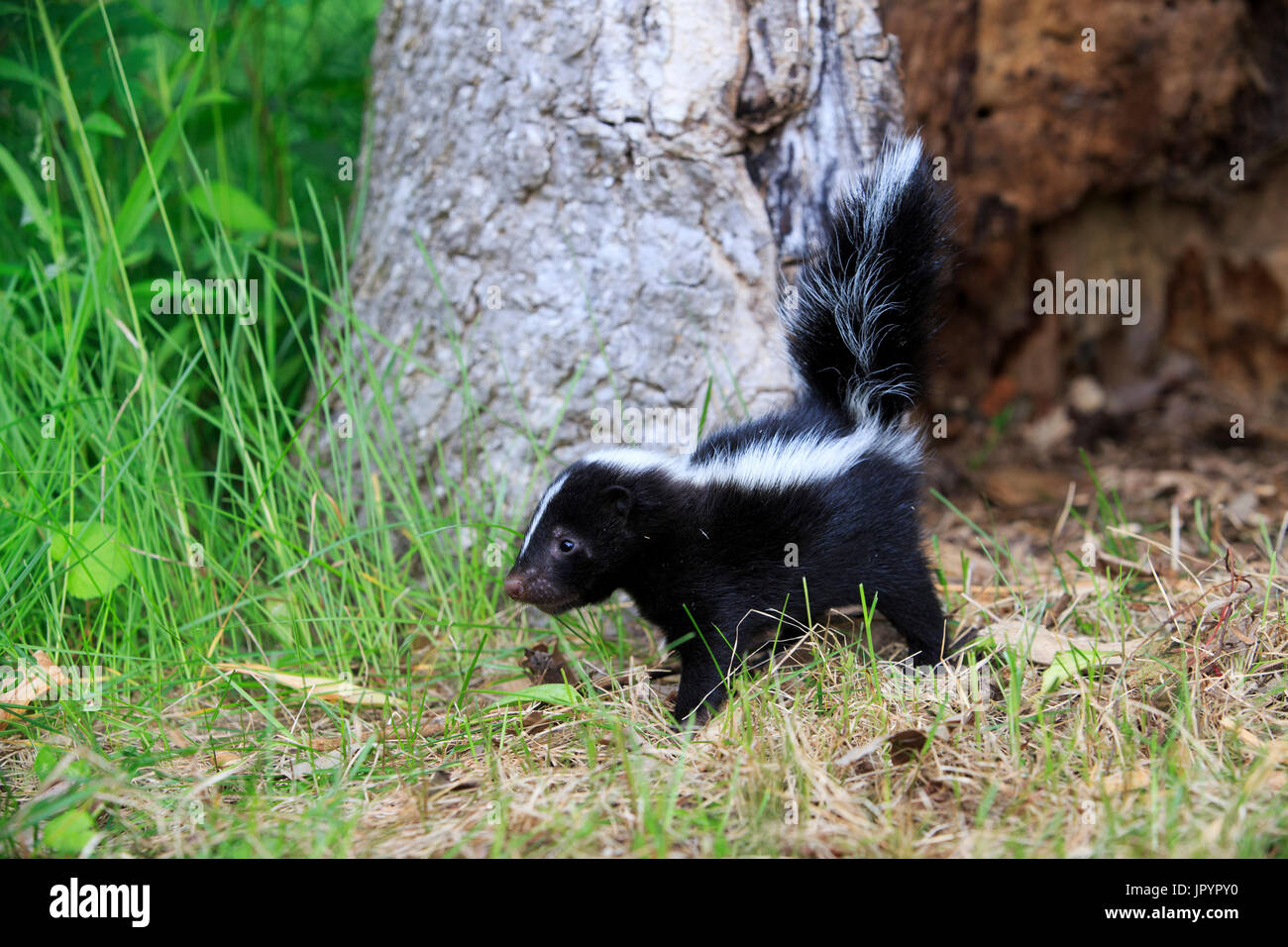 Young Striped Skunk in a hollow trunk - Minnesota Stock Photo - Alamy