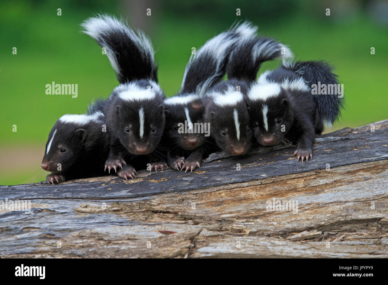 Baby skunks hi-res stock photography and images - Alamy