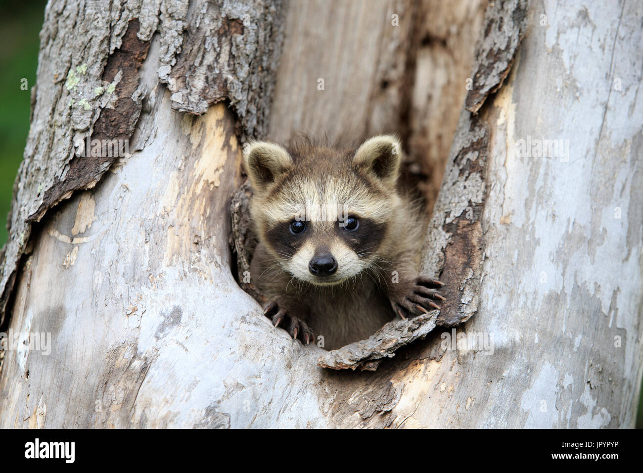 Baby Raccoons Stock Photos & Baby Raccoons Stock Images - Alamy