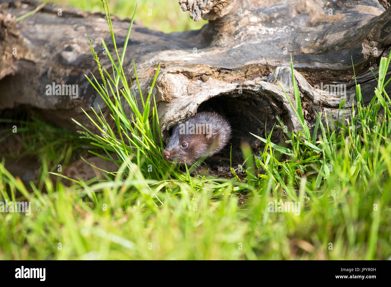 American mink in a hollow trunk - Minnesota USA Stock Photo - Alamy