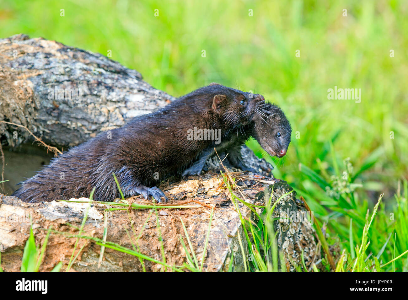 Juvenile Mink High Resolution Stock Photography and Images - Alamy