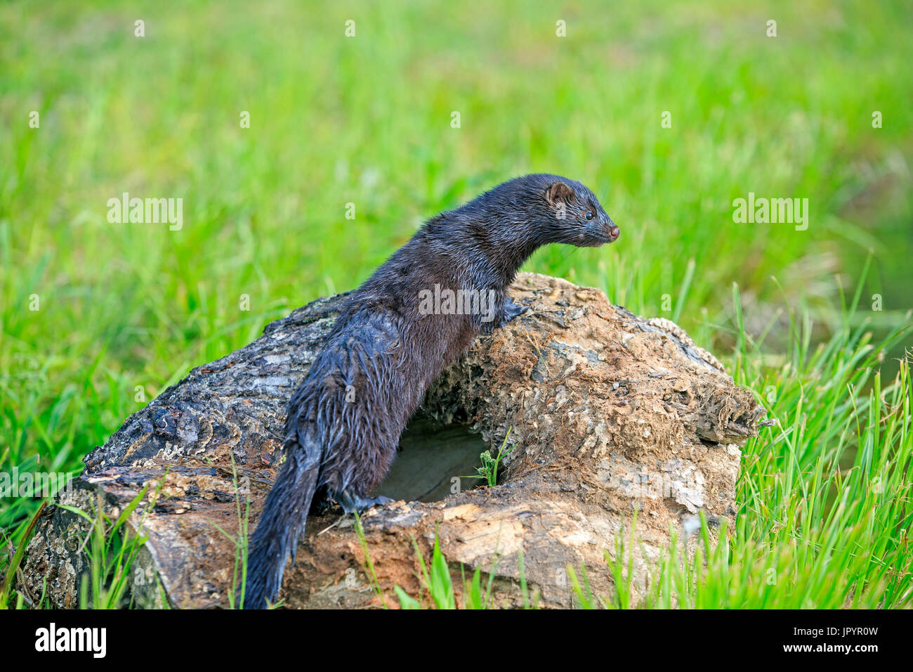 American mink on a hollow trunk - Minnesota Stock Photo - Alamy