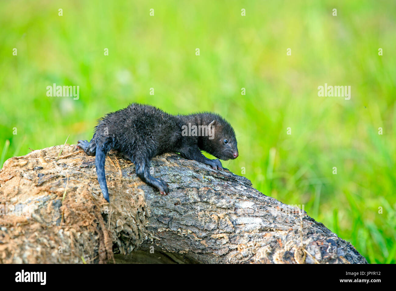 Baby mink hi-res stock photography and images - Alamy