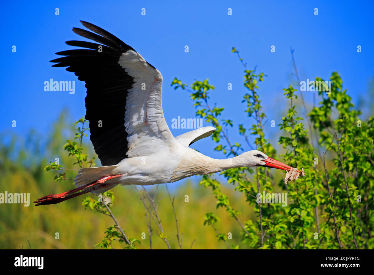 White Stork in flight with nesting material - Alsace France Stock Photo ...