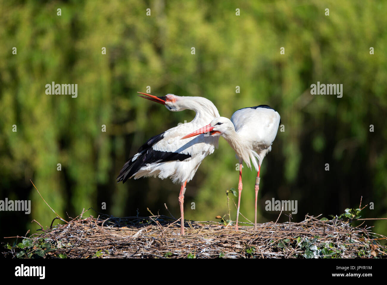 Couple of white storks displaying at nest - Alsace France Stock Photo ...