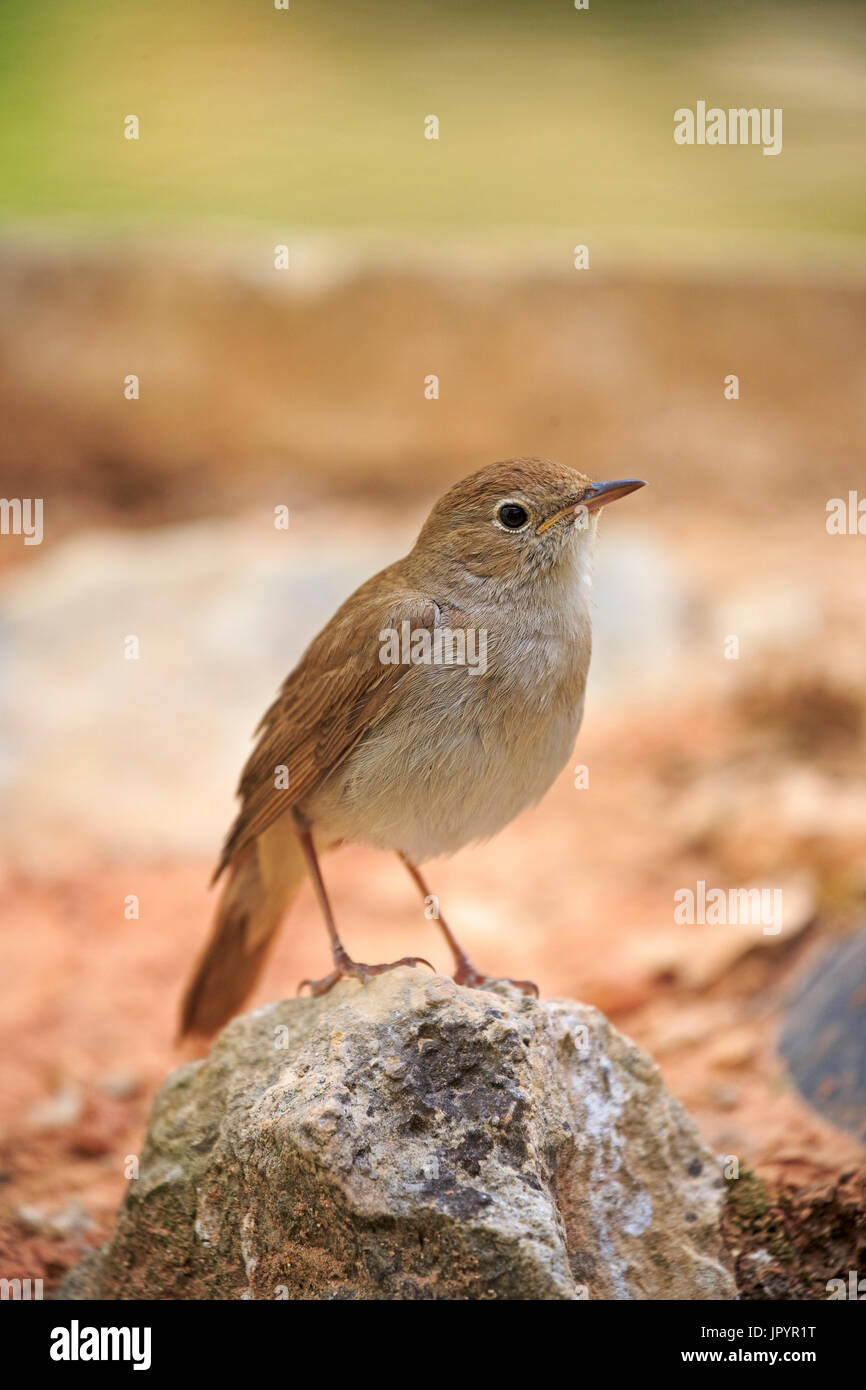 Rufous nightingales luscinia megarhynchos hi-res stock photography and ...