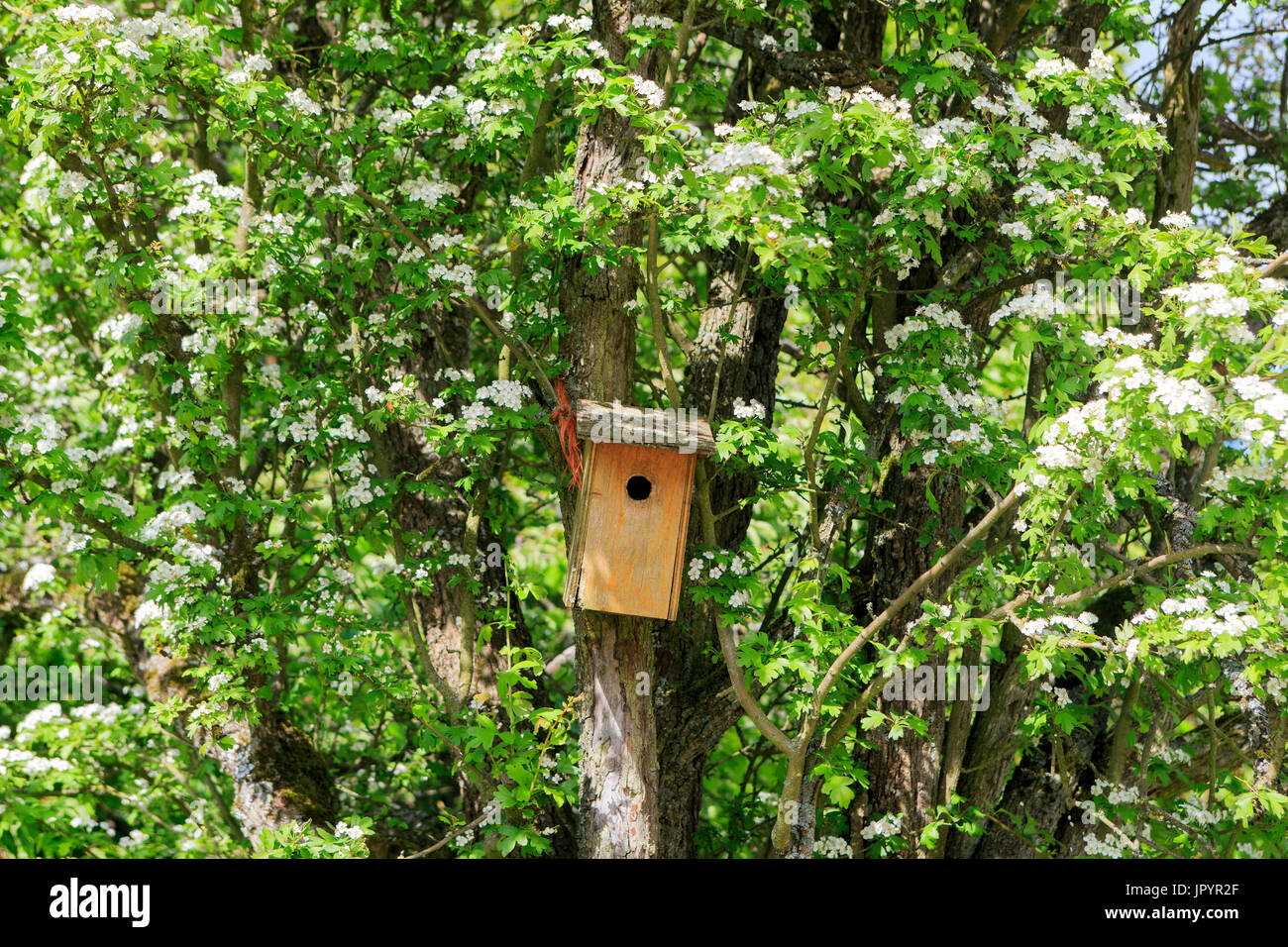 Suspended bird boxes hi-res stock photography and images - Alamy
