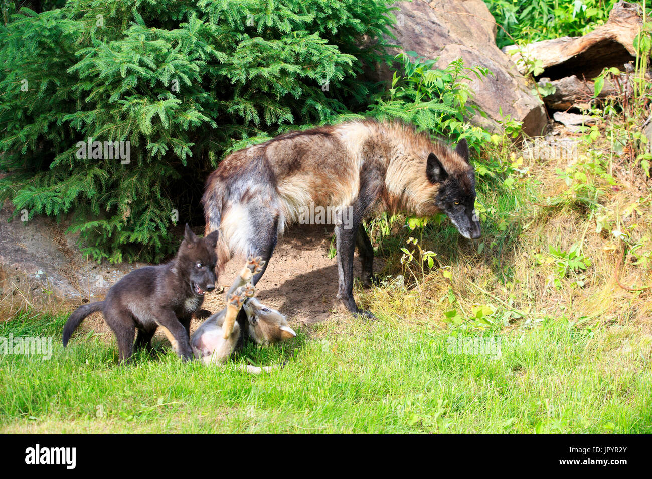 Grey Wolf and young playing in the spring - Minnesota USA Stock Photo ...
