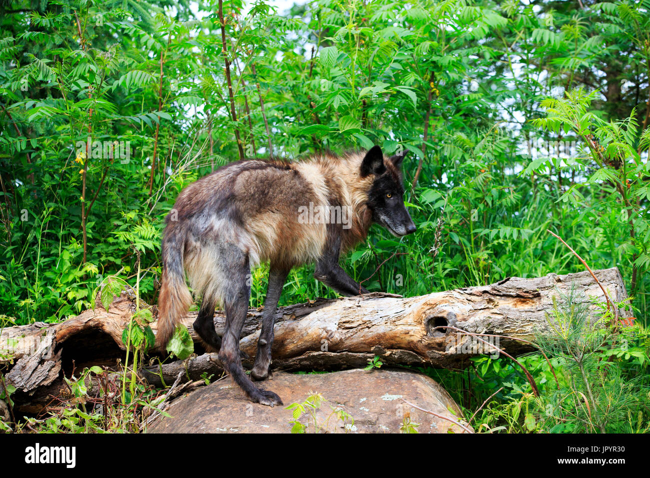 Red wolf endangered usa hi-res stock photography and images - Alamy