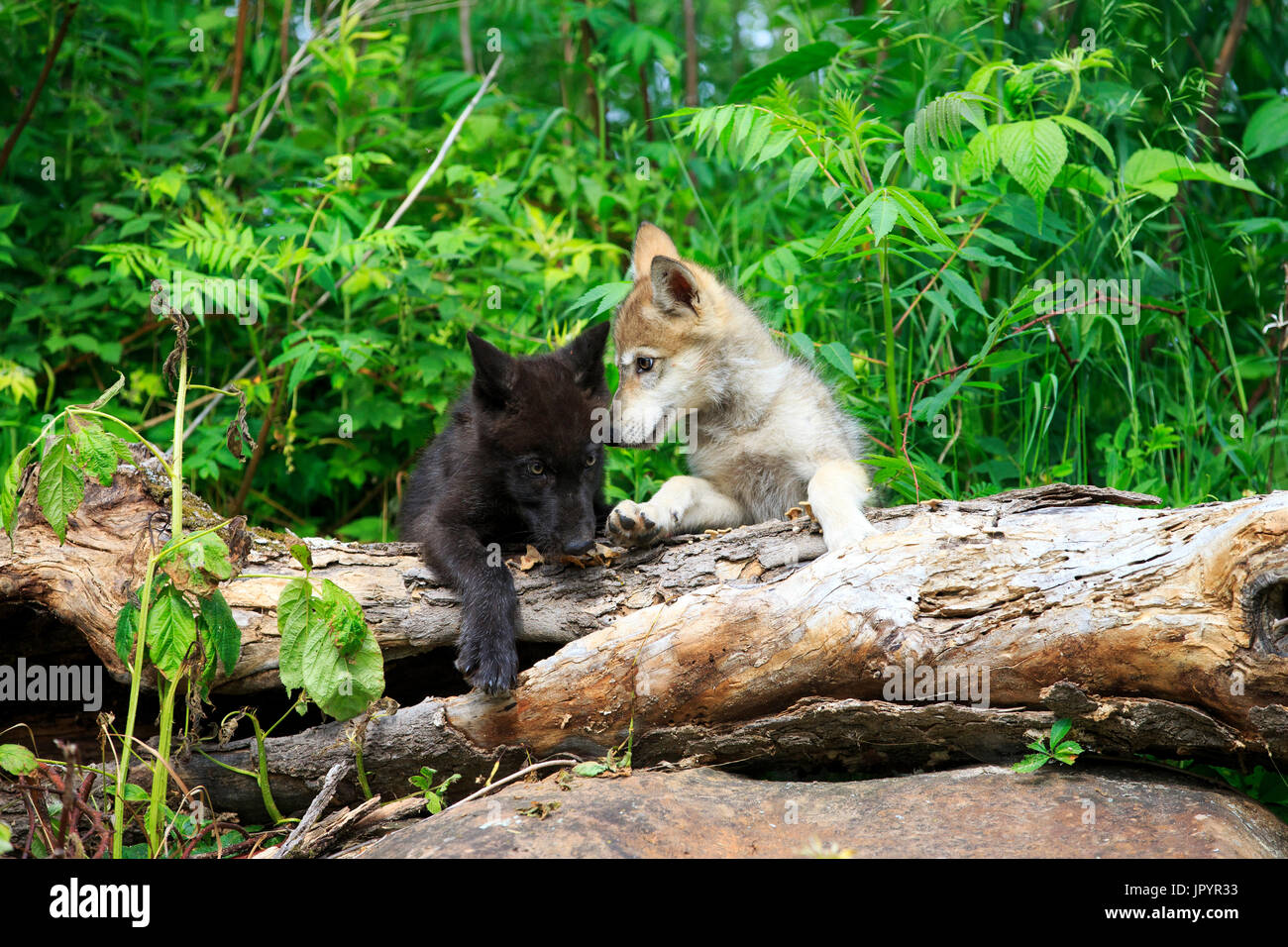Wolf cub play hi-res stock photography and images - Alamy
