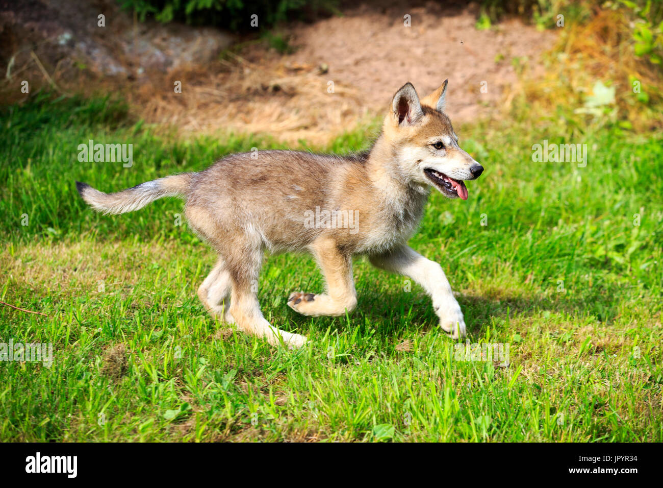 Young Gray wolf running in grass - Minnesota USA Stock Photo - Alamy