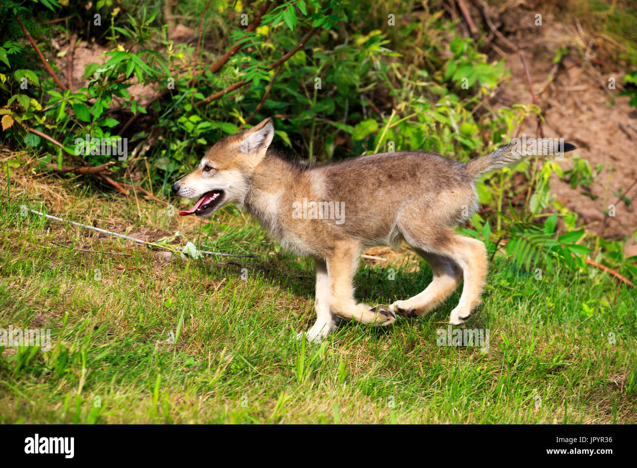 Young Gray wolf running in grass - Minnesota USA Stock Photo - Alamy