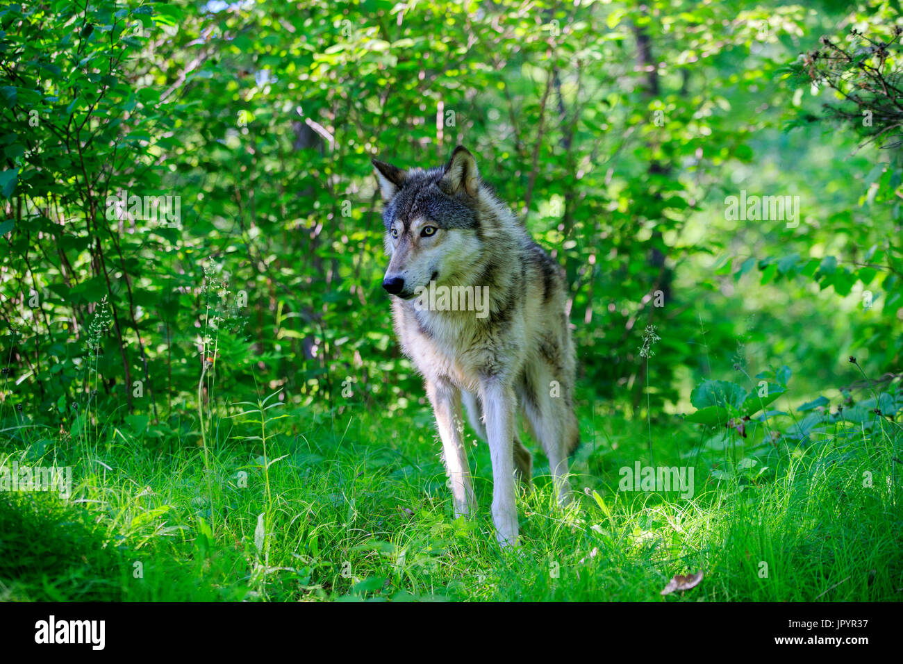 Grey Wolf in undergrowth in spring - Minnesota USA Stock Photo - Alamy