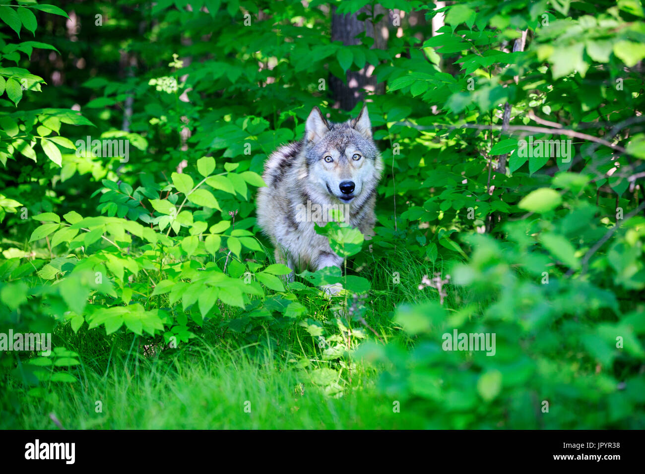 American wolf hi-res stock photography and images - Alamy
