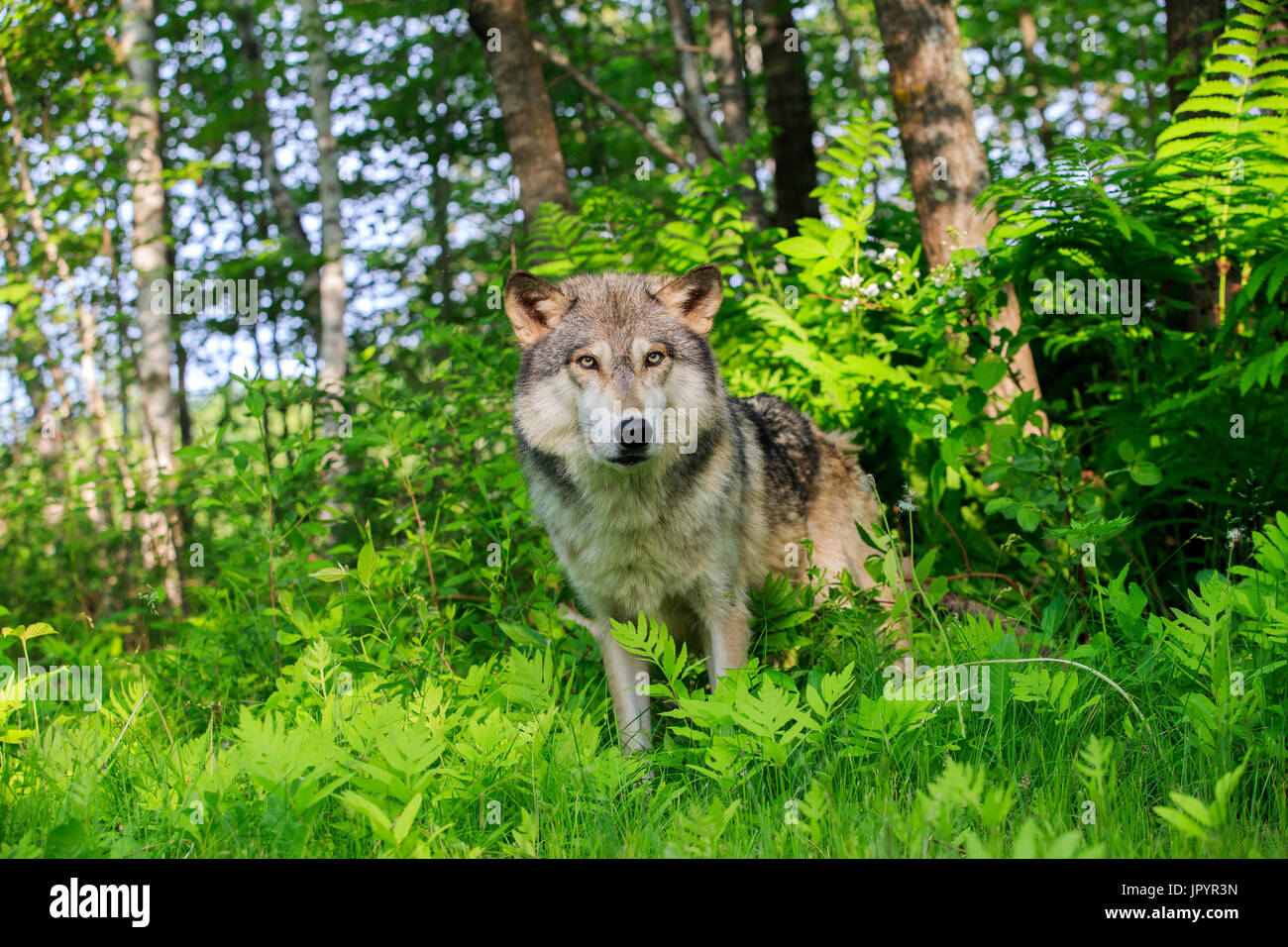 Grey Wolf in undergrowth in spring - Minnesota USA Stock Photo - Alamy
