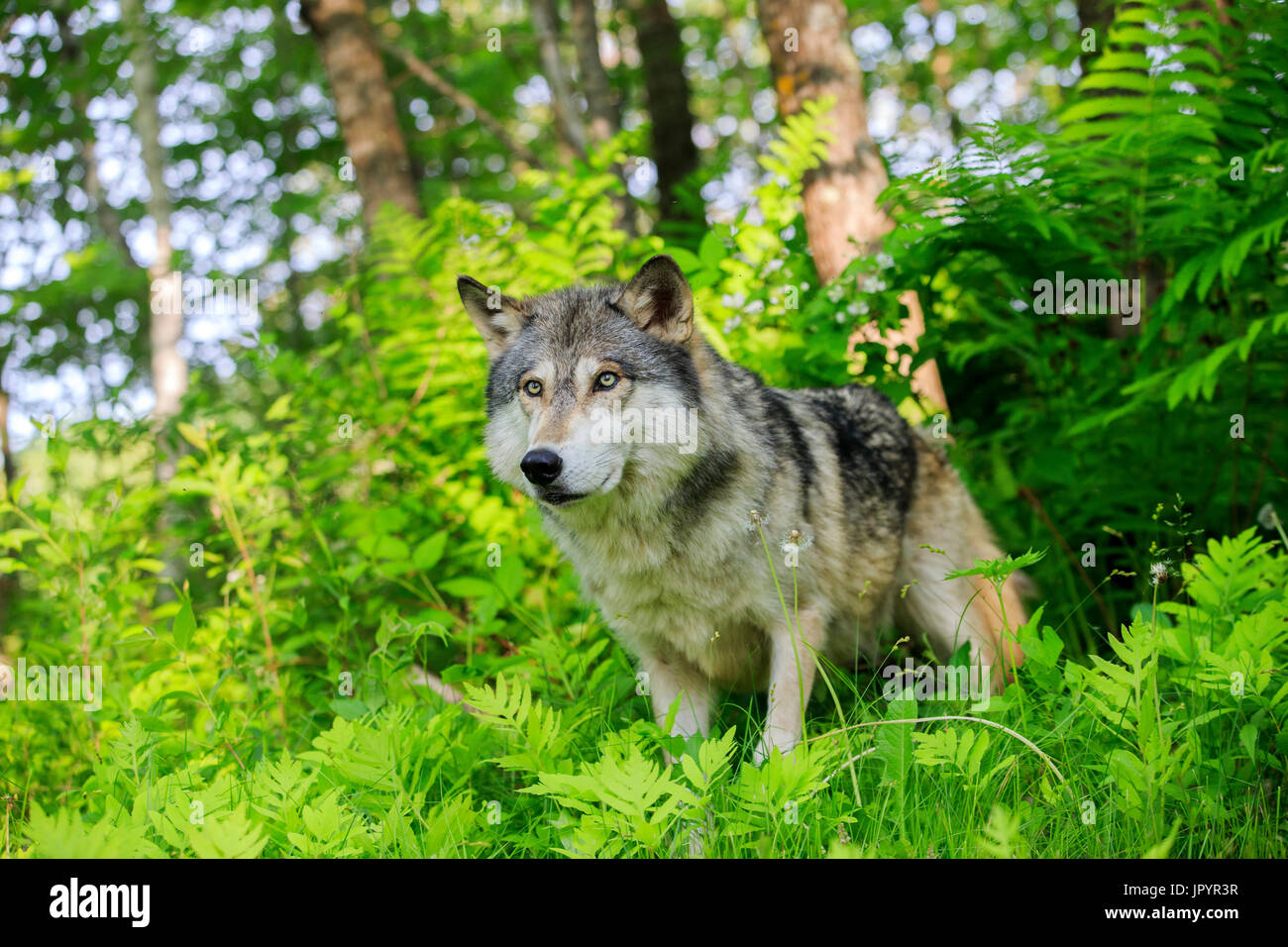Grey Wolf in undergrowth in spring - Minnesota USA Stock Photo - Alamy