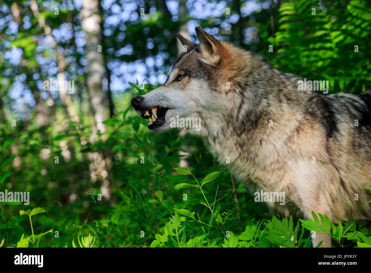 Aggressive gray wolf in undergrowth - Minnesota USA Stock Photo - Alamy