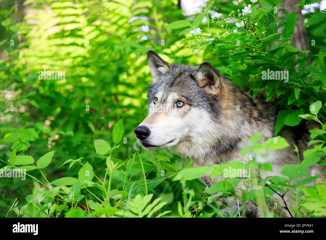 Portrait of Gray Wolf in undergrowth - Minnesota USA Stock Photo - Alamy