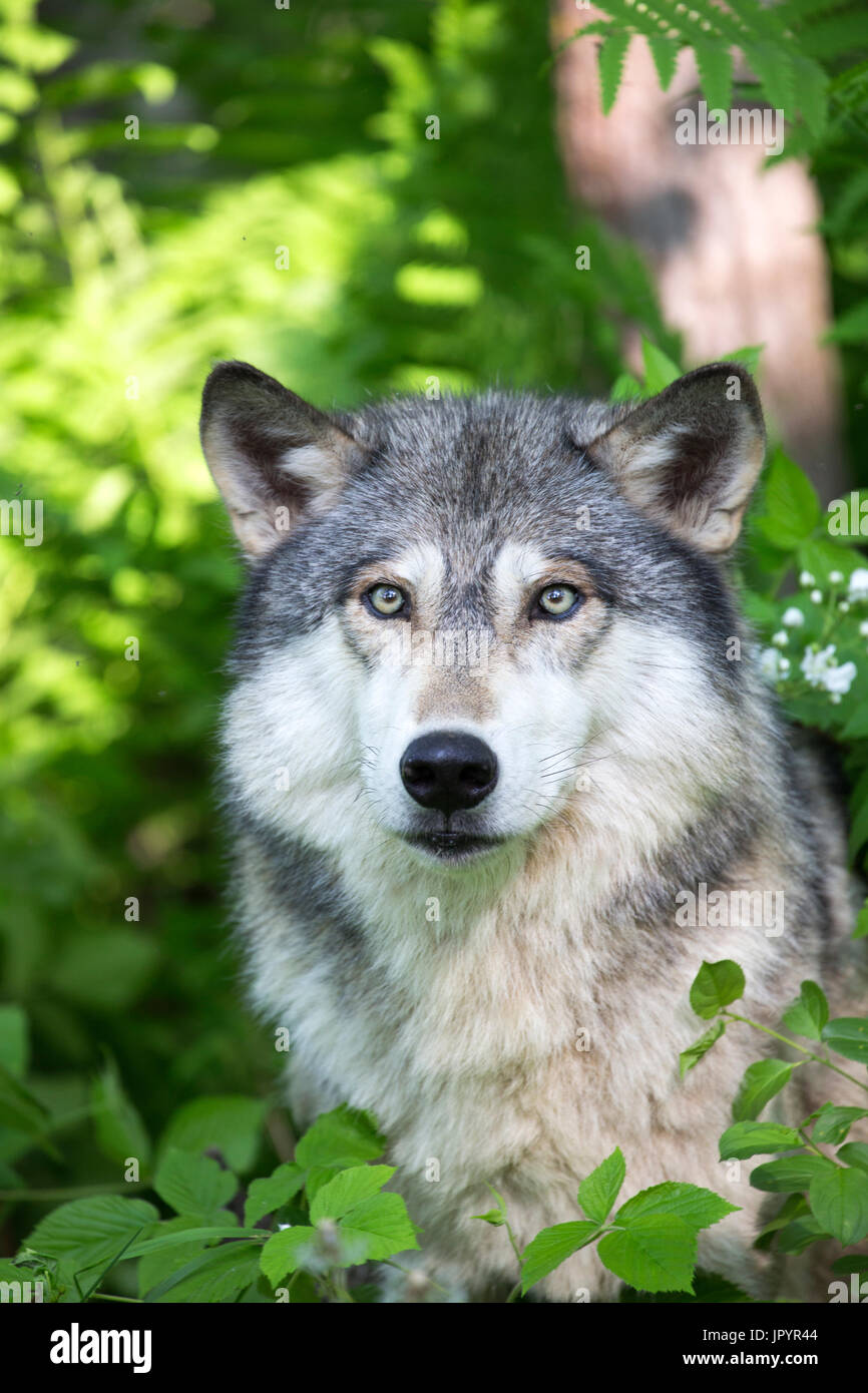 American Wolf High Resolution Stock Photography and Images - Alamy