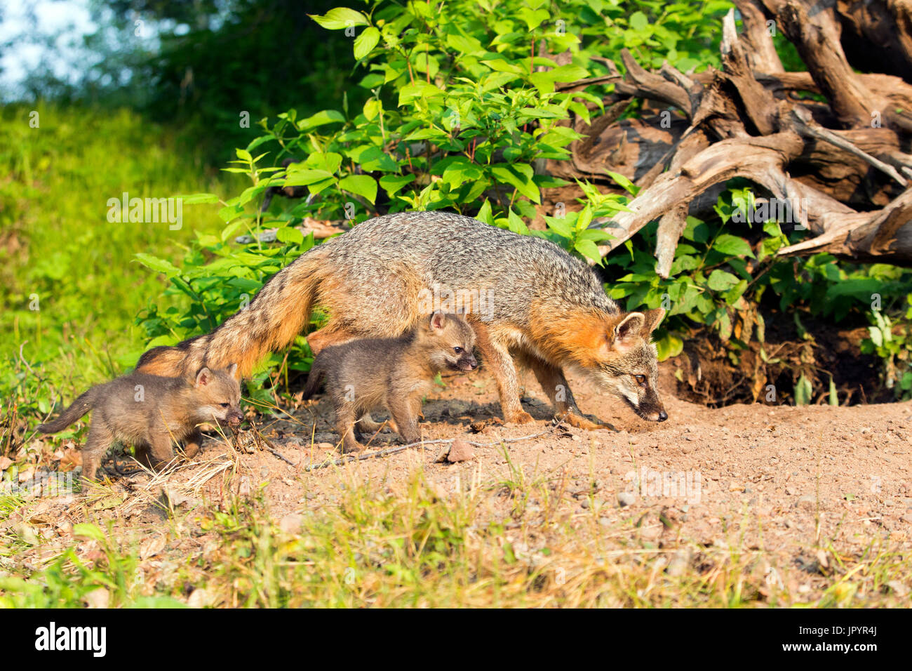 American gray fox and young at spring - Minnesota USA Stock Photo - Alamy
