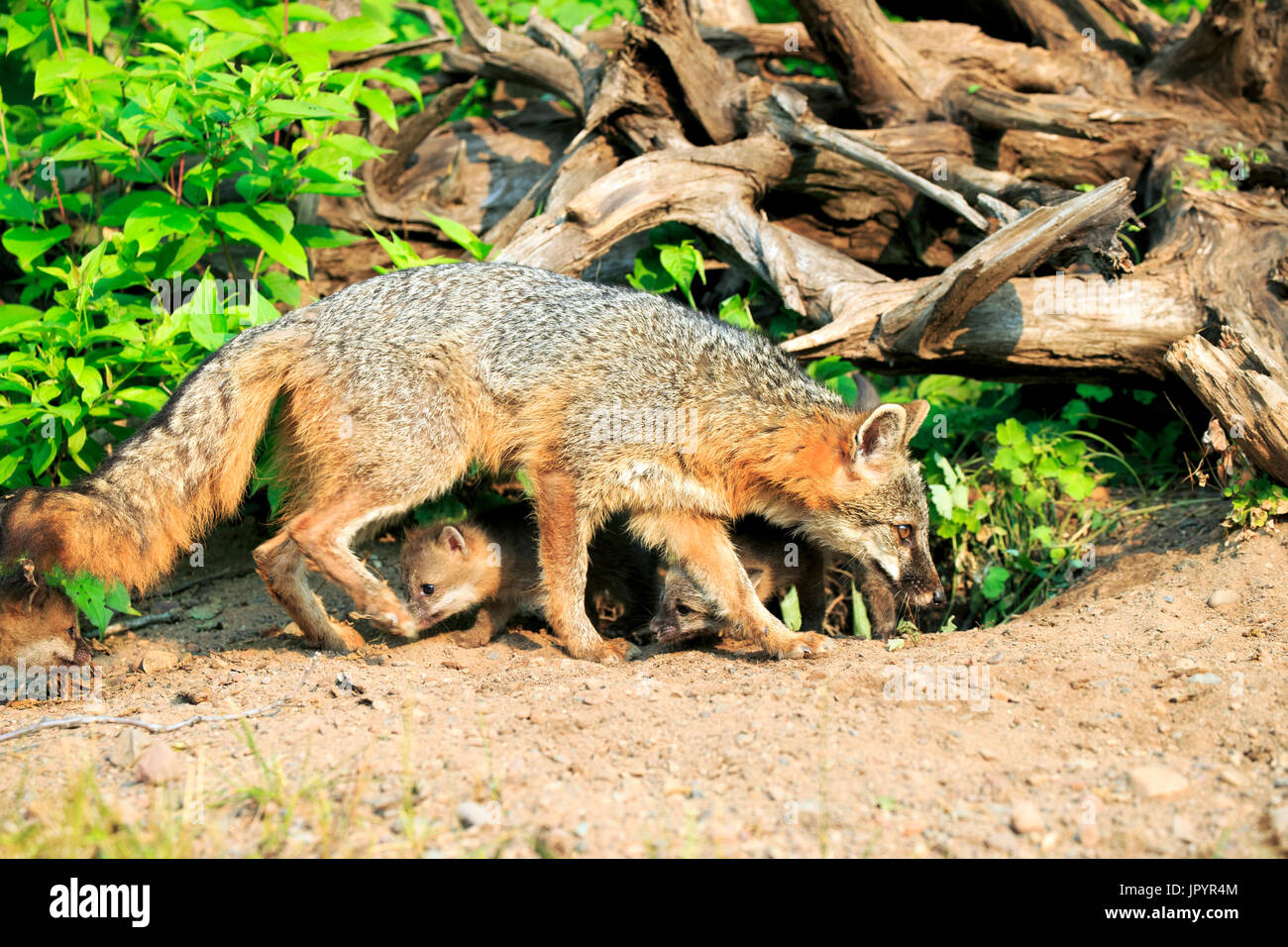 Litters offspring hi-res stock photography and images - Alamy