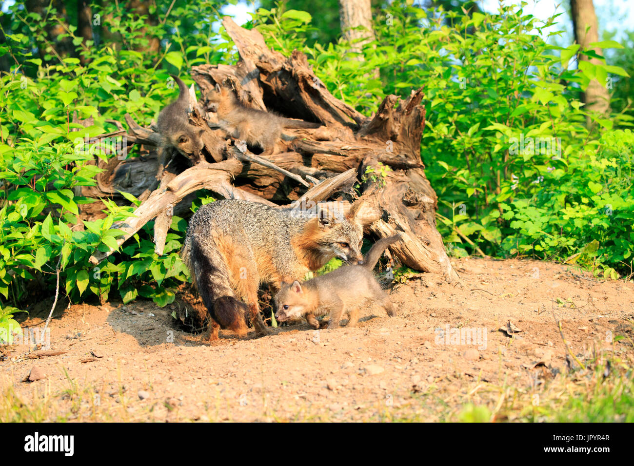 American gray fox and young at spring - Minnesota USA Stock Photo - Alamy