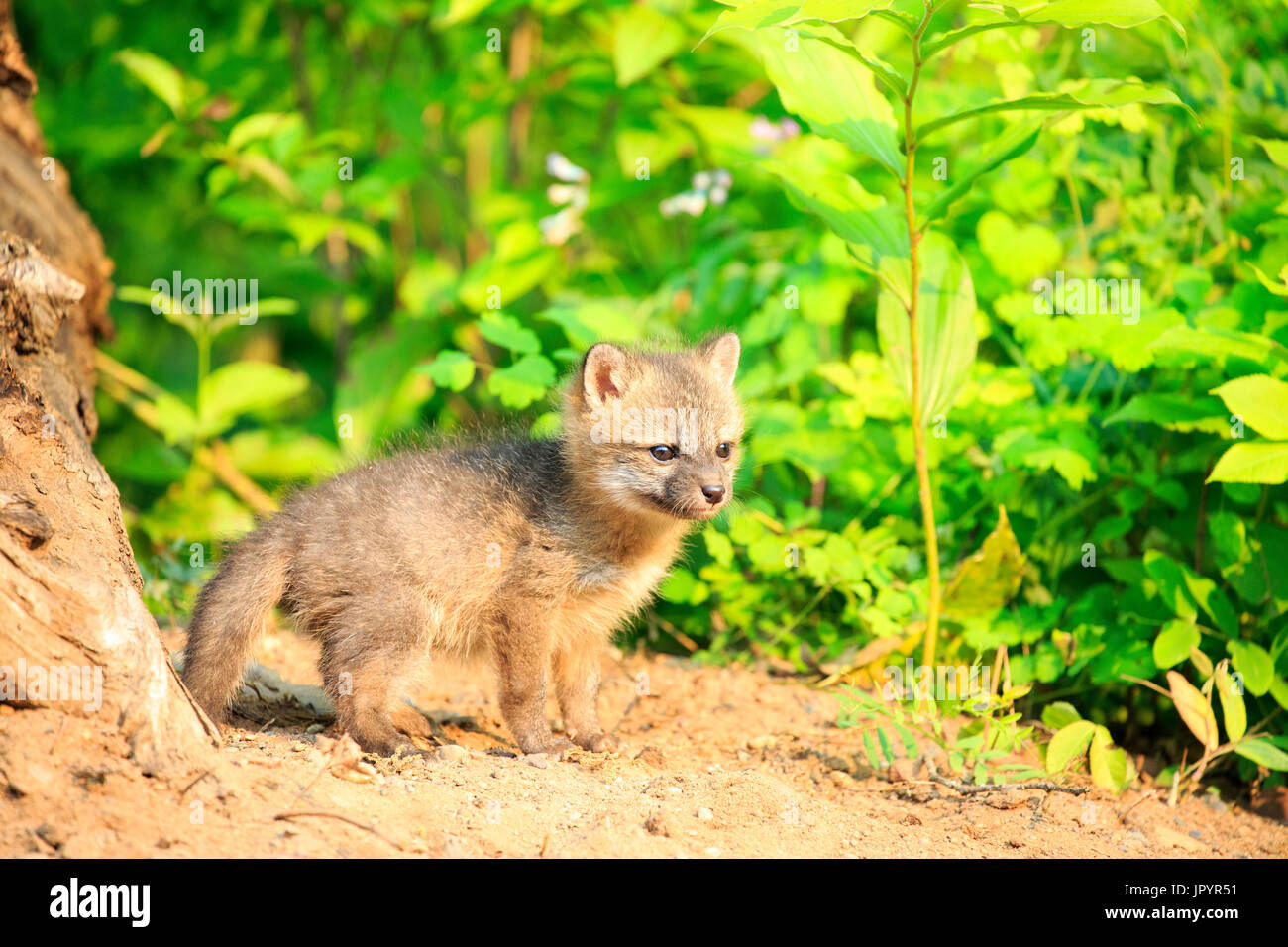 North american gray fox hi-res stock photography and images - Alamy