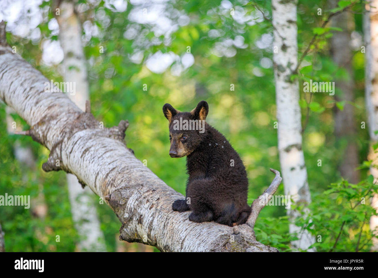 Young Black Bear on a trunk in the spring - Minnesota USA Stock Photo ...