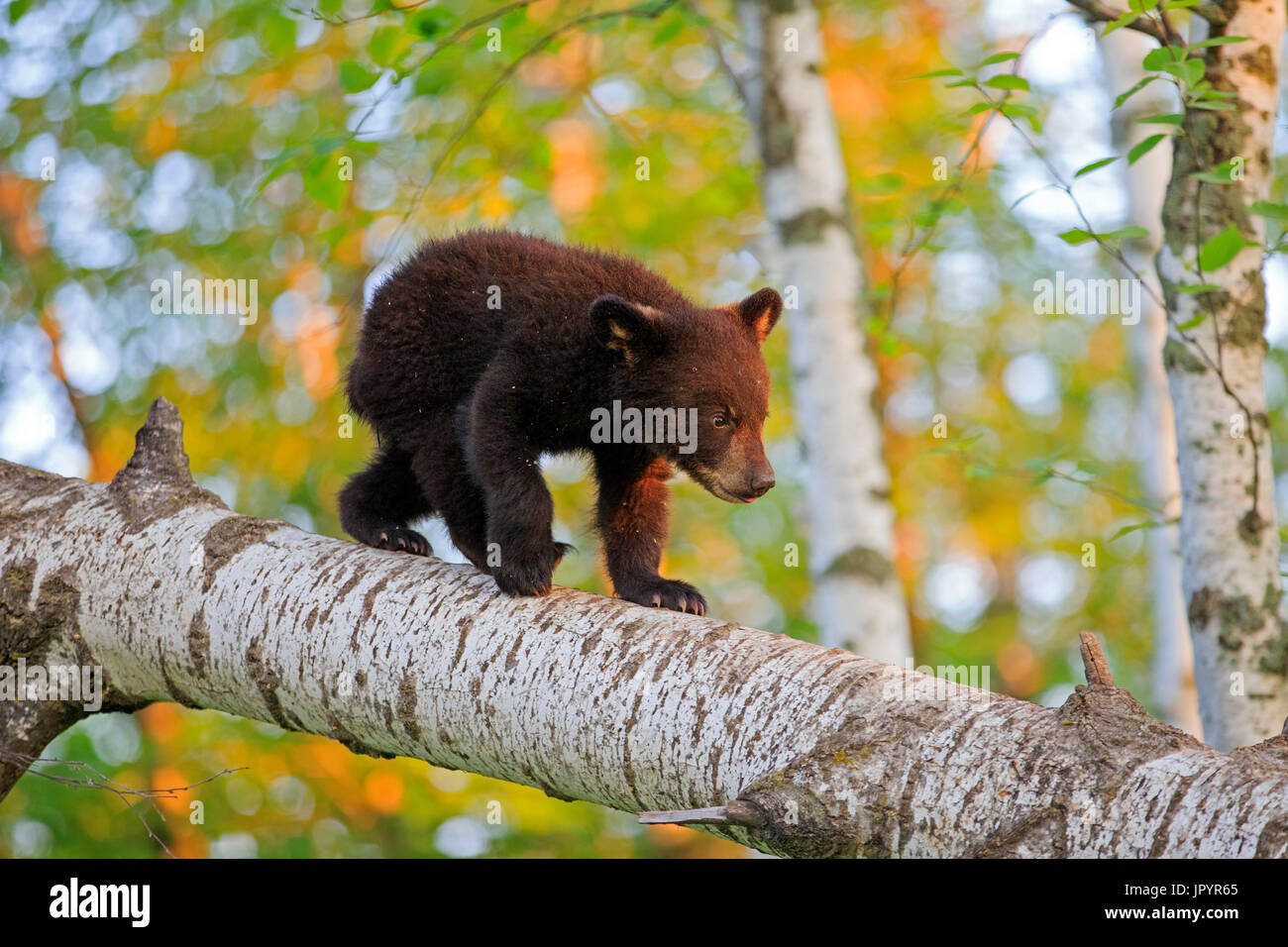 Young Black Bear walking on a trunk - Minnesota USA Stock Photo - Alamy